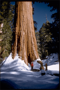Redwood Tree Poem – Mr. R.'s Science Poems