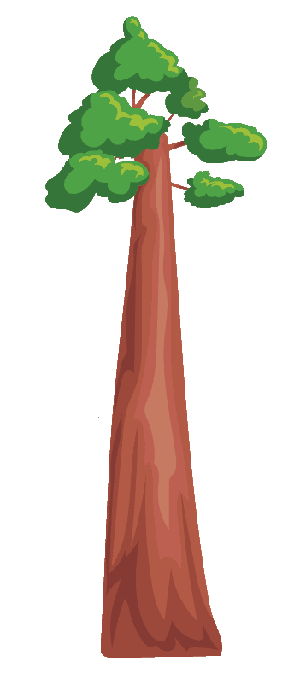 Redwood Tree Poem – Mr. R.'s Science Poems