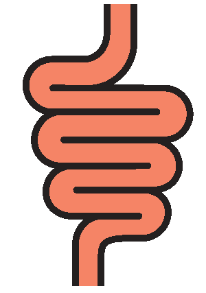 Digestive System Poem – Mr. R.'s Science Poems